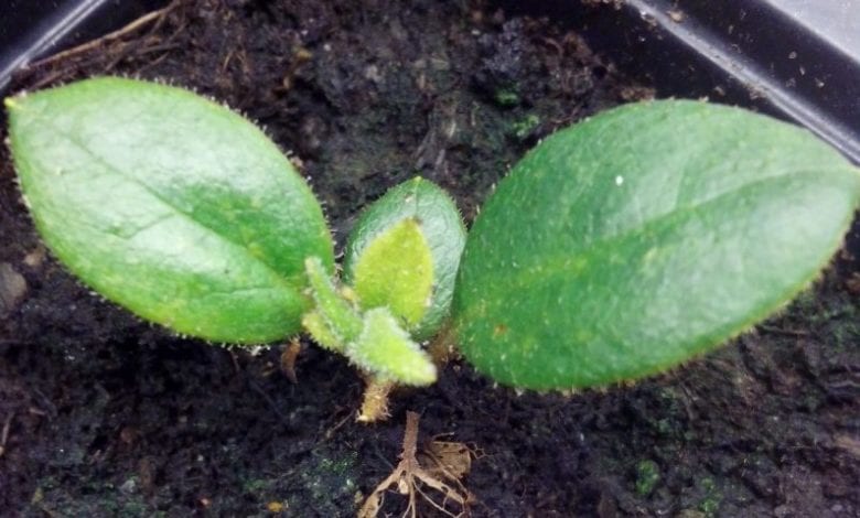 Promession: Turning bodies into soil | Funeral Service Times